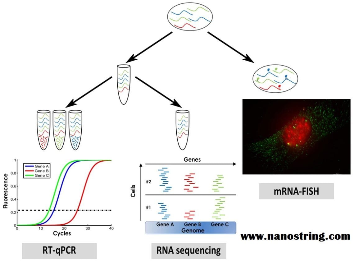 How Single Cell Transcriptomics is changing the Way We Approach Cancer ...