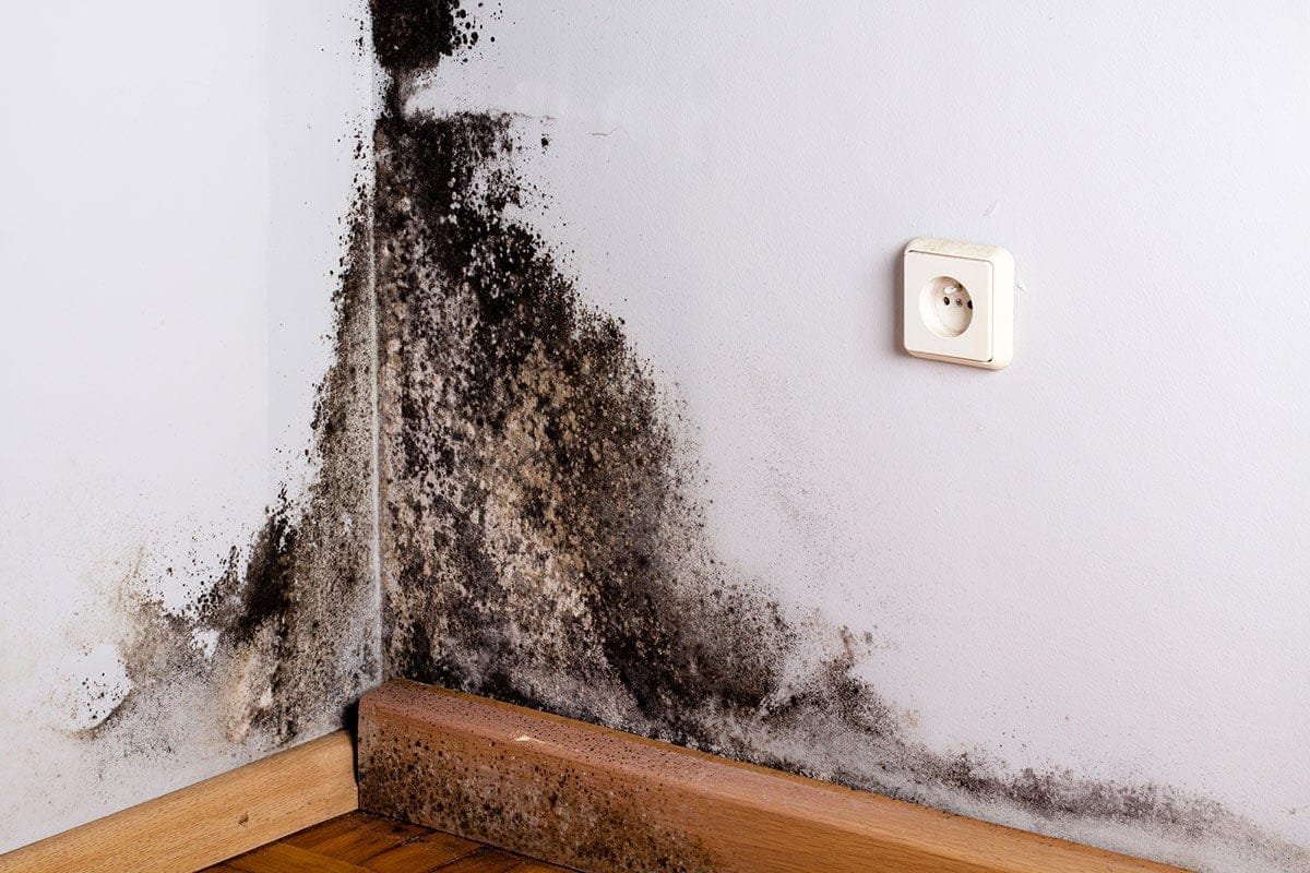 Mold Removal Services That Are A Good Value - OVERINSIDER
